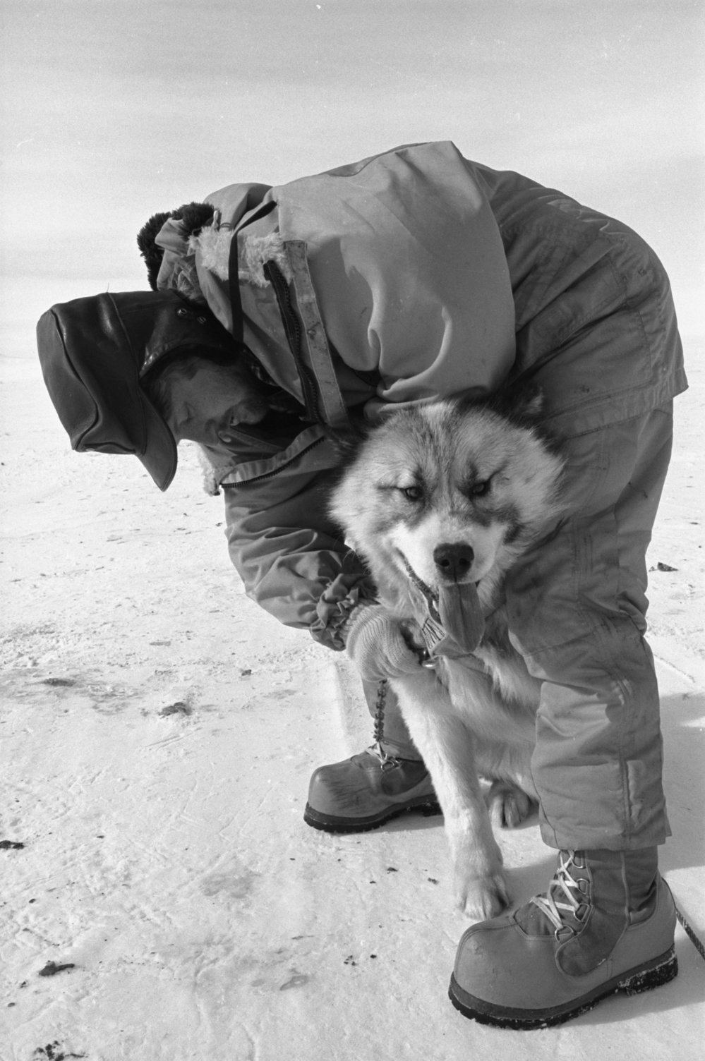 Husky getting ready for sledging | Antarctica NZ