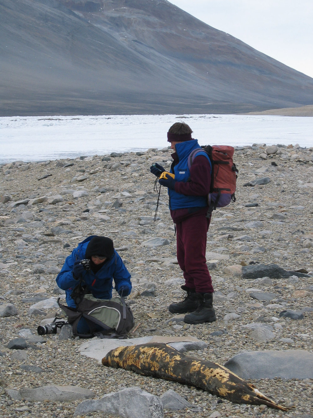 Mummified seal in the Miers Valley with Kirsten Haydon and Keith ...