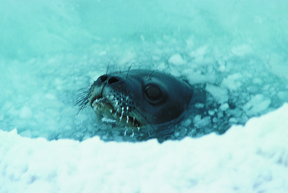 Ice Ocean Seal