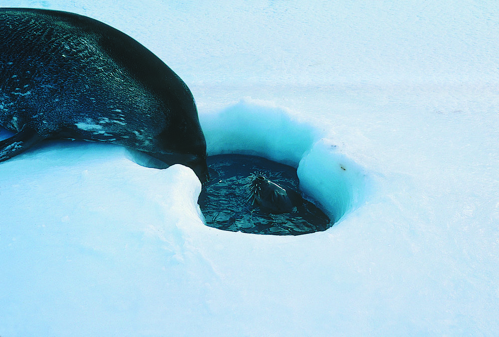 Weddell seals at breathing hole, Tent Is. | Antarctica NZ