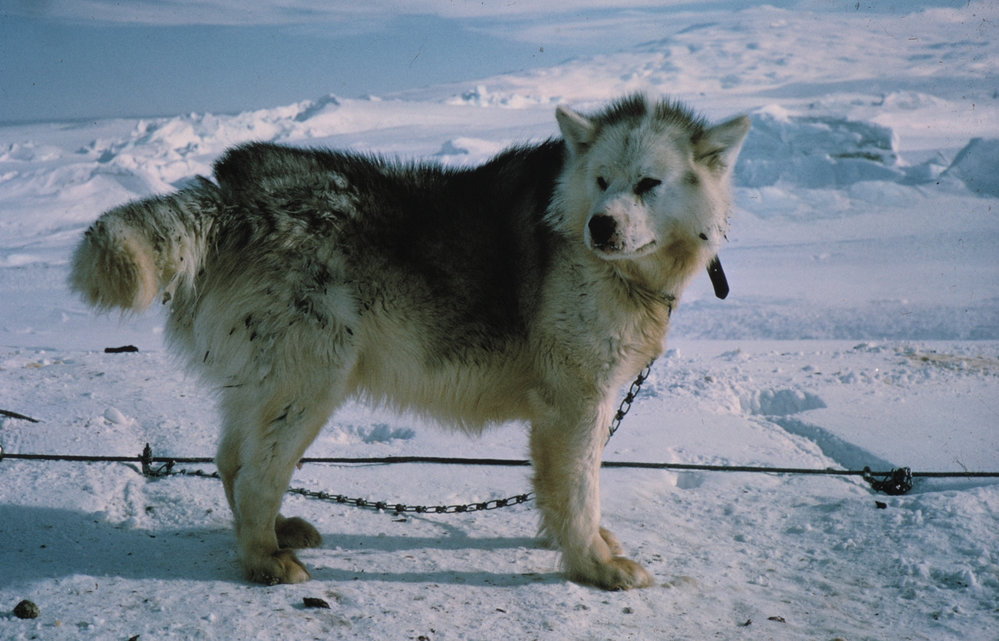 Husky at Scott Base | Antarctica NZ